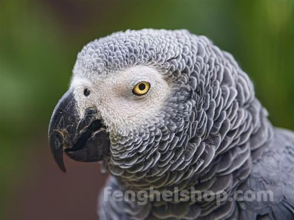 درباره کاسکو ها بیشتر بدانید + تعیین سن کاسکو از روی رنگ چشم